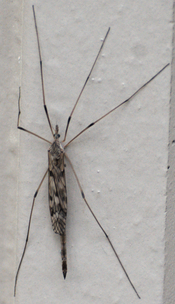Tipula longiventris from Sussex County, DE, USA on May 8, 2022 at 05:02 ...