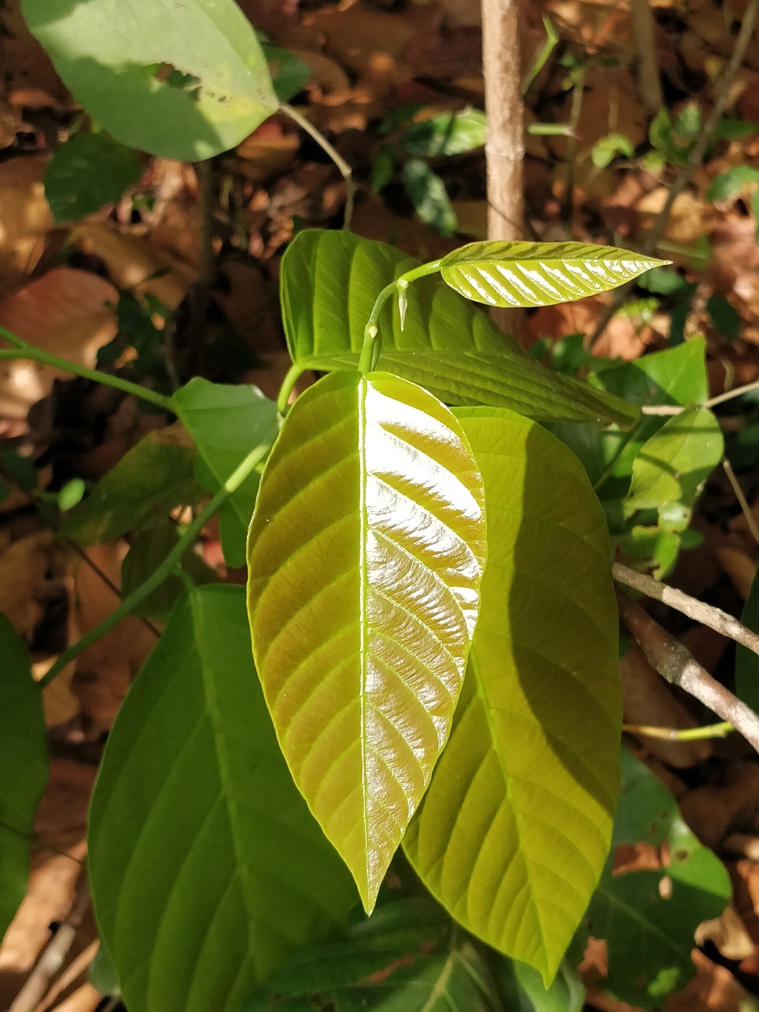 Shorea robusta Gaertn.
