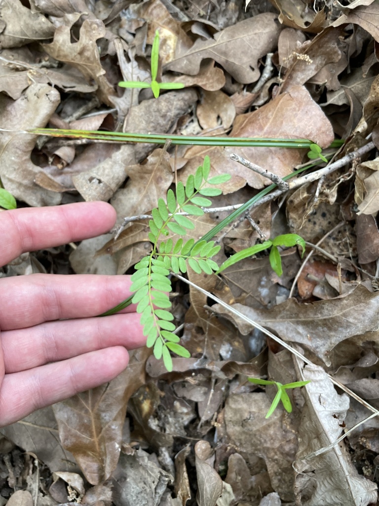 honey locust from Hopkins County, US-TX, US on May 09, 2022 at 04:09 PM ...