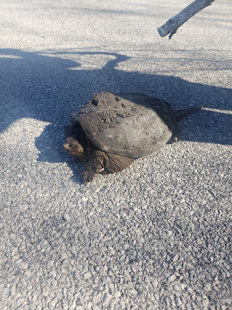 Common Snapping Turtle from Saegertown on May 9, 2022 at 04:48 PM by ...