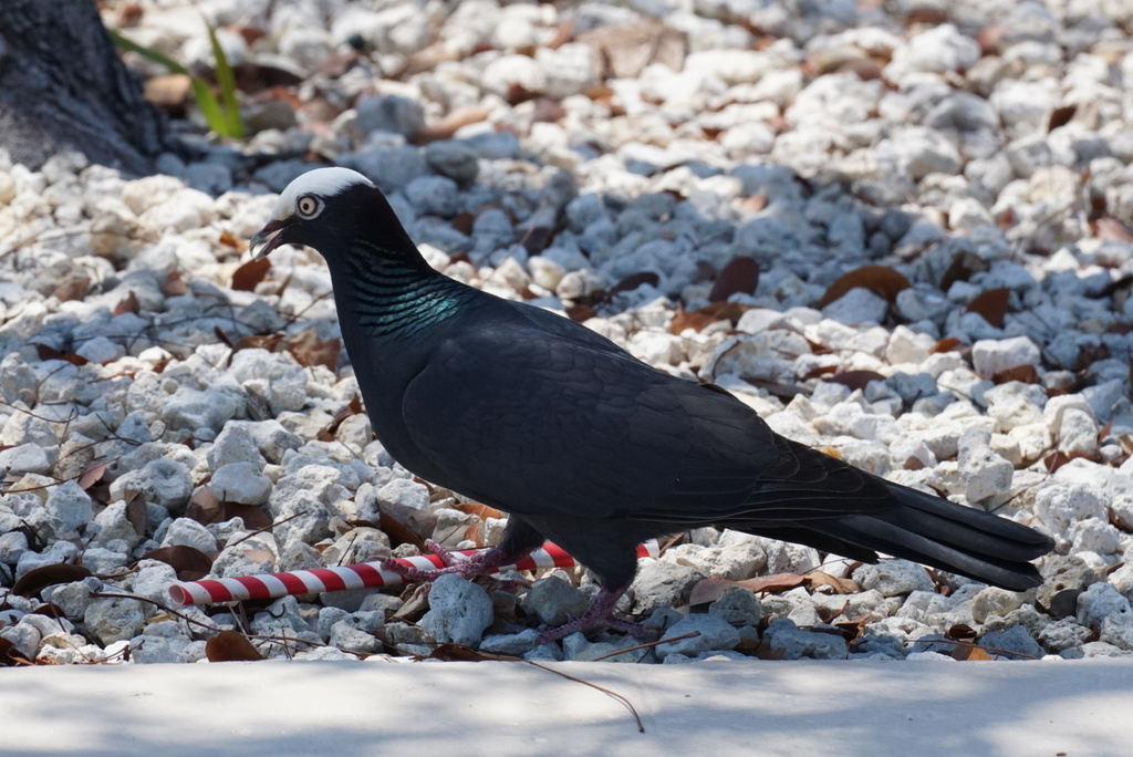 White-crowned Pigeon from Key West, Key West, FL, US on May 9, 2022 at ...