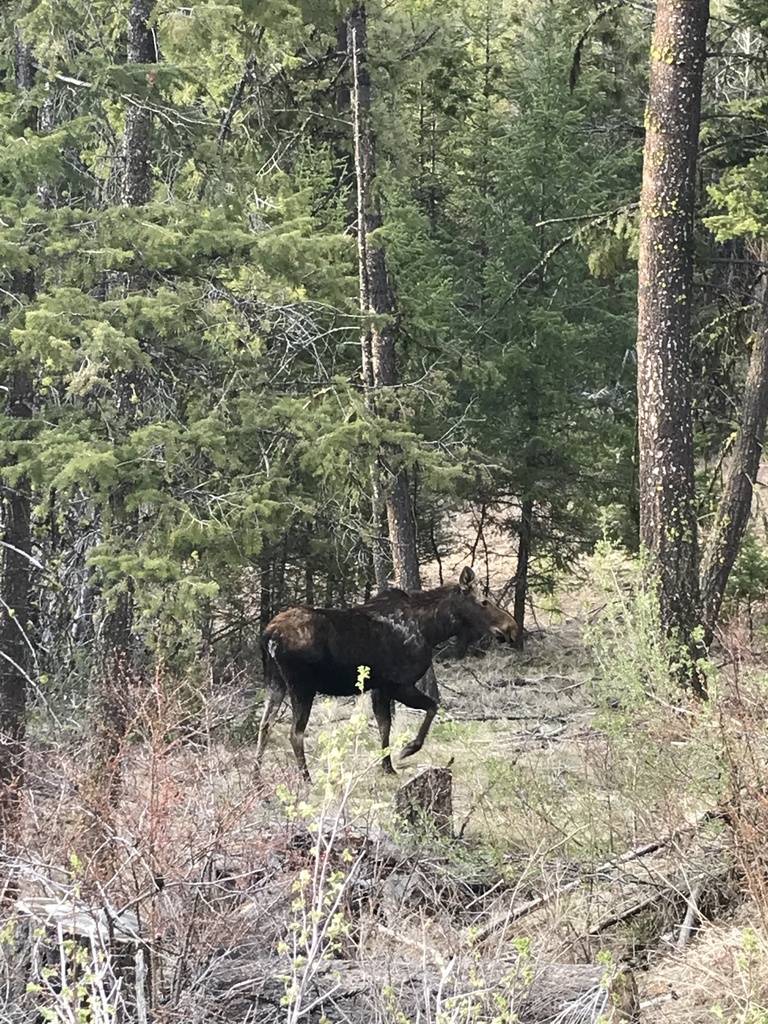 Moose from Okanagan-Similkameen, BC, CA on April 25, 2022 at 06:33 PM ...