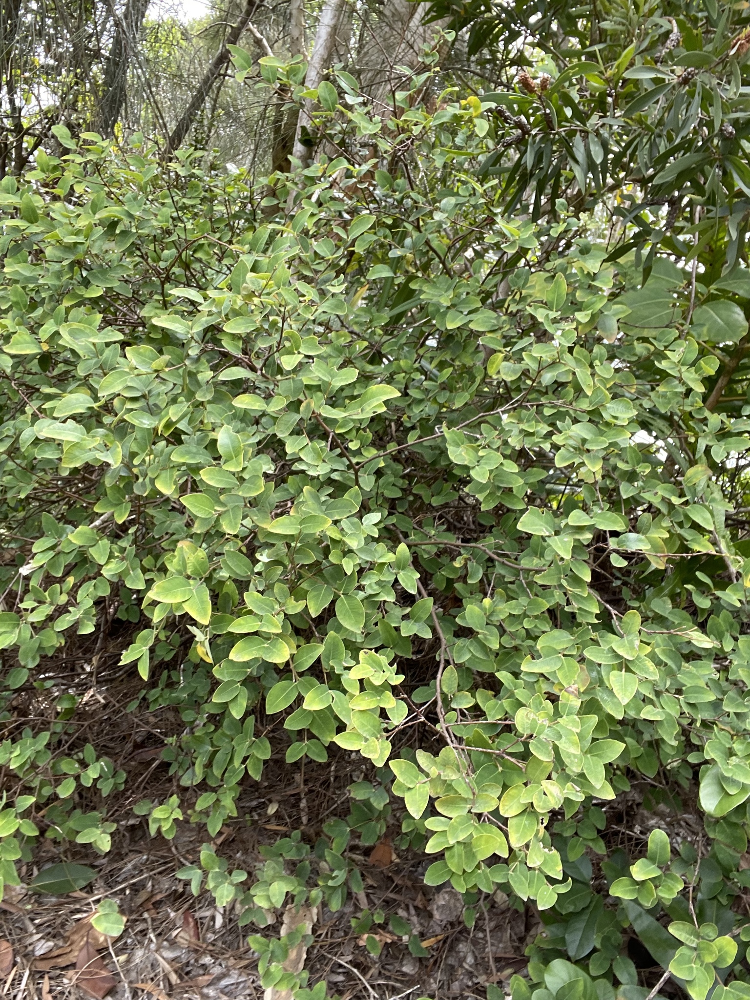 Wikstroemia oahuensis (A.Gray) Rock