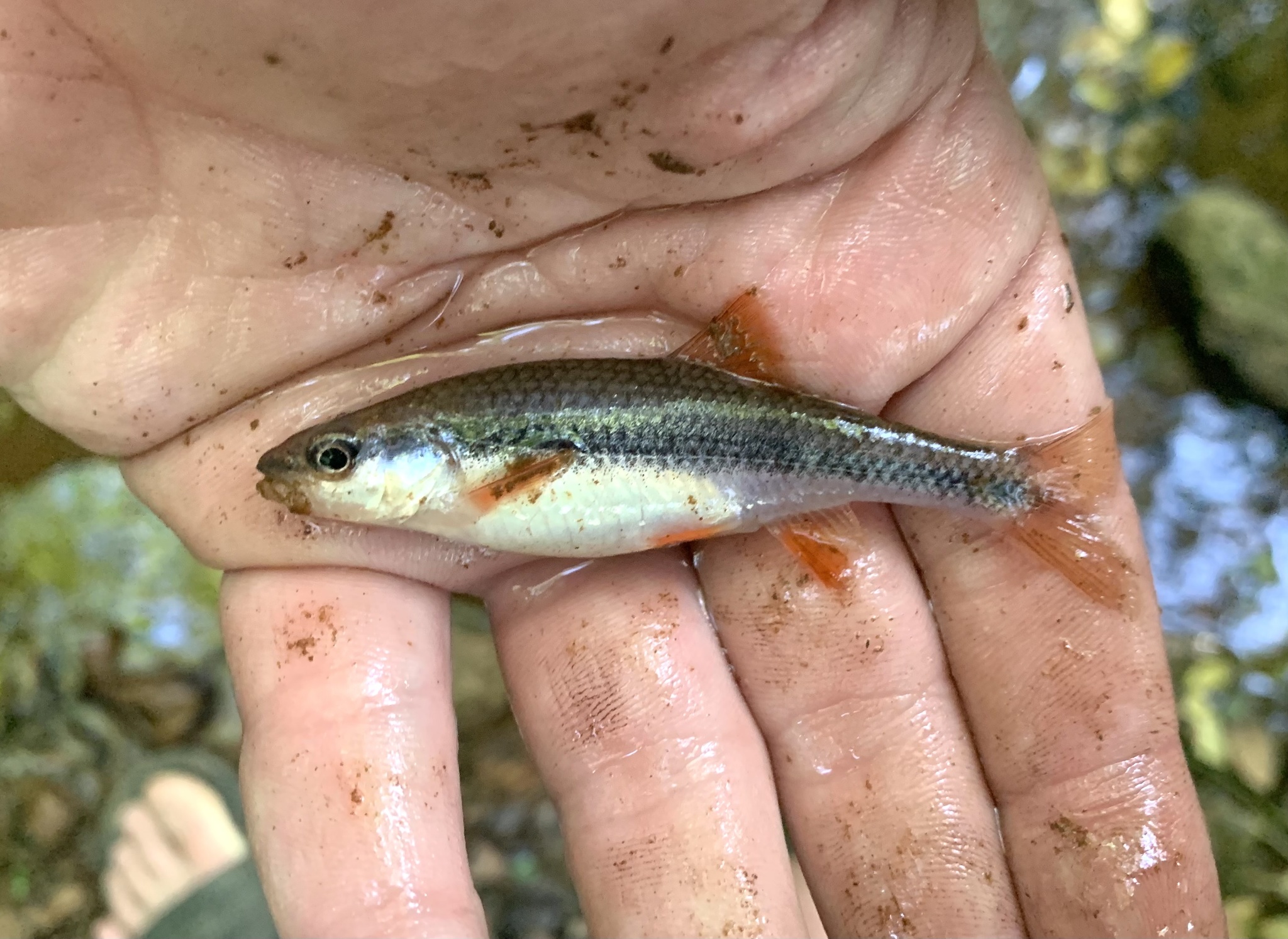 Notropis lutipinnis (Jordan & Brayton, 1878)