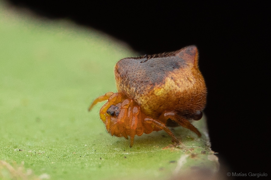 Phoroncidia scutula from Chiloe, Los Lagos, Chile on May 7, 2022 at 04: ...