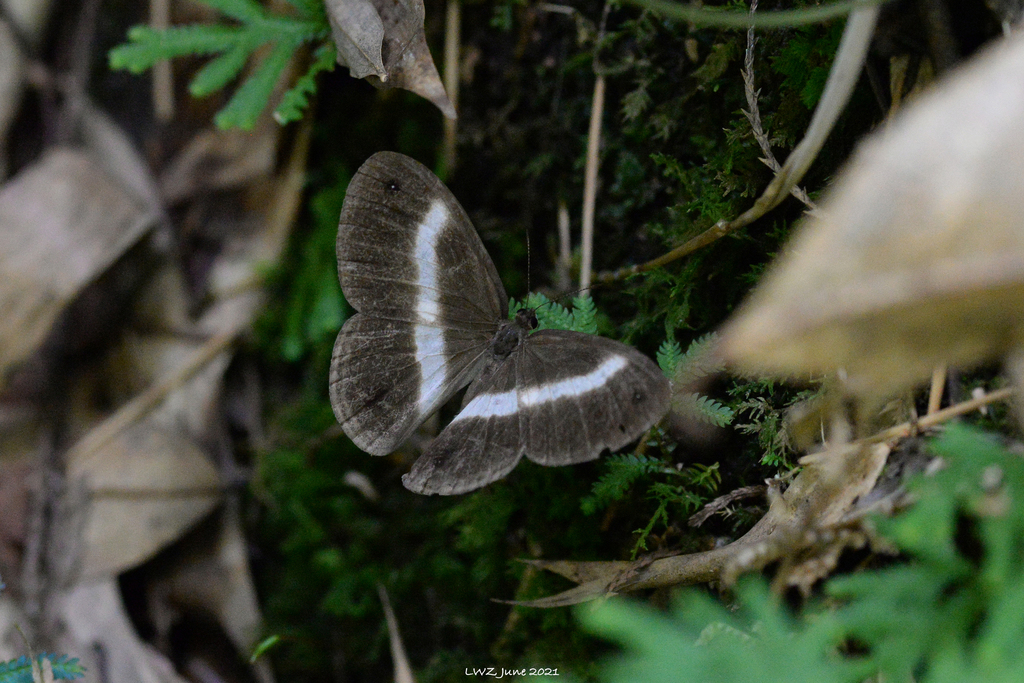 Acropolis thalia from Xianju County, Taizhou, Zhejiang, China on June ...