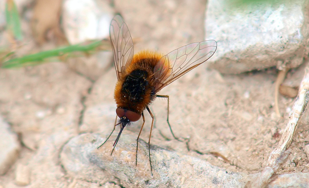 Greater Bee Flies from Dallas, TX, USA Reinhart branch on May 28, 2019 ...
