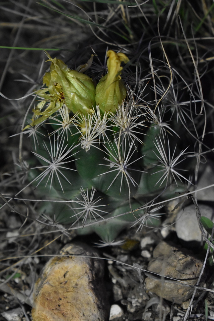 Grooved nipple cactus from Edwards County, TX, USA on May 6, 2022 at 08 ...