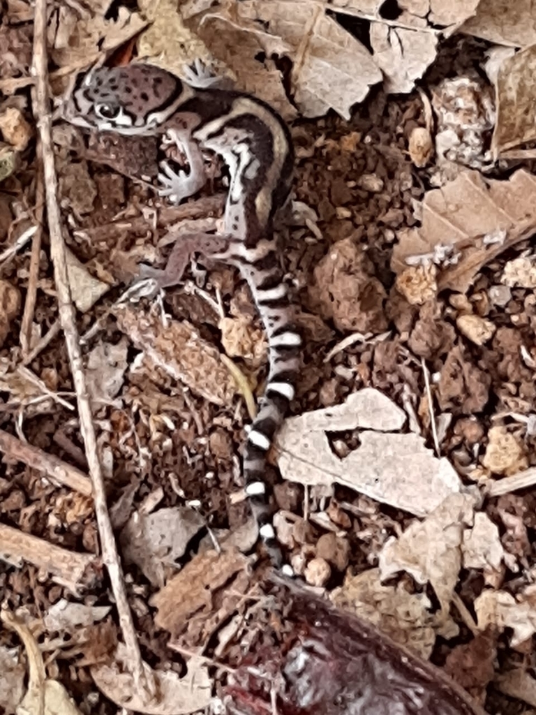 Central American Banded Gecko from Chiquimulilla, Guatemala on May 09 ...