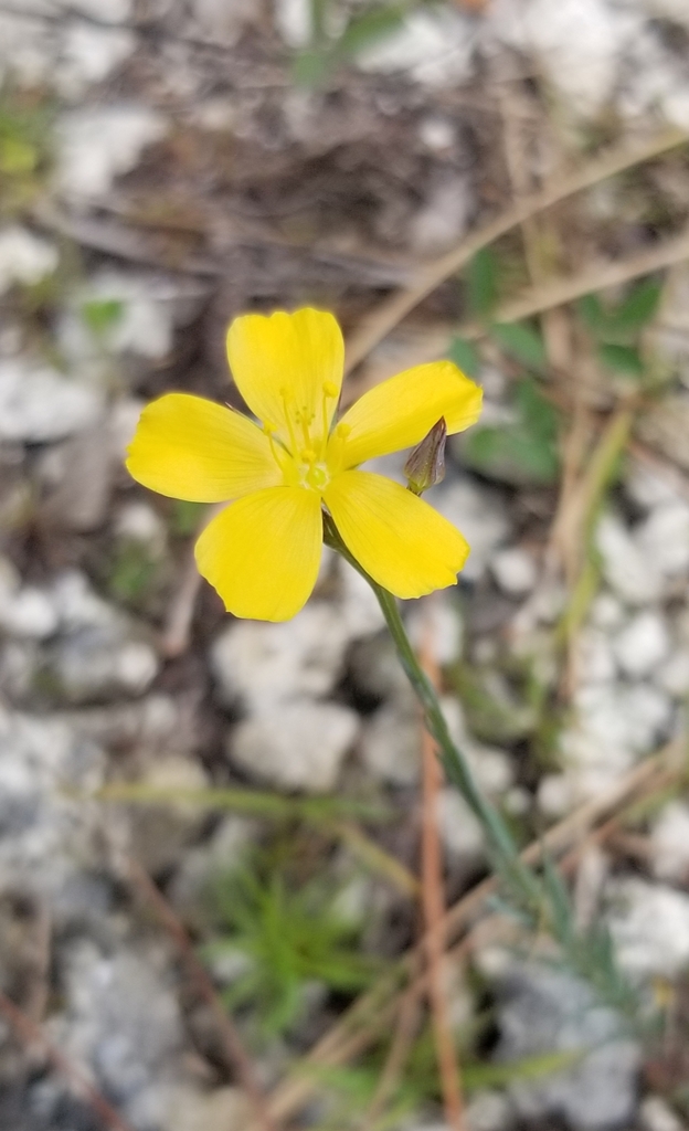 Linum carteri carteri in March 2022 by Carmen Ferreiro · iNaturalist