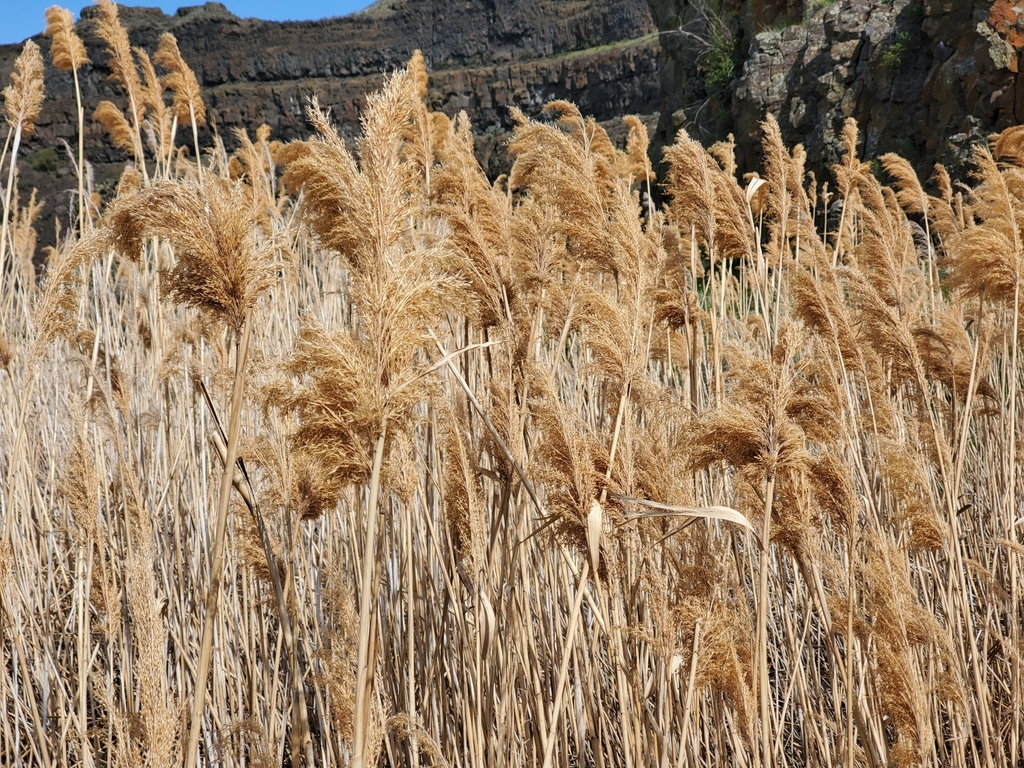 European reed from Coulee City, WA 99115, USA on May 8, 2022 at 02:51 ...