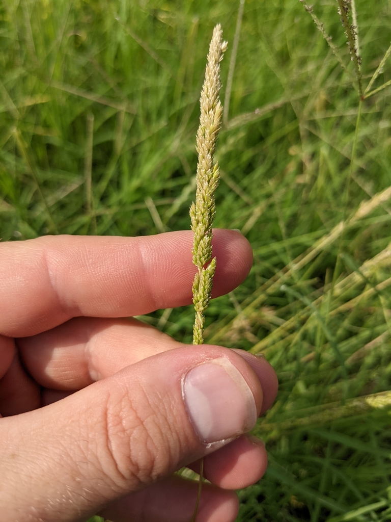 prairie wedge grass from San Antonio, TX 78249, USA on May 09, 2022 at ...