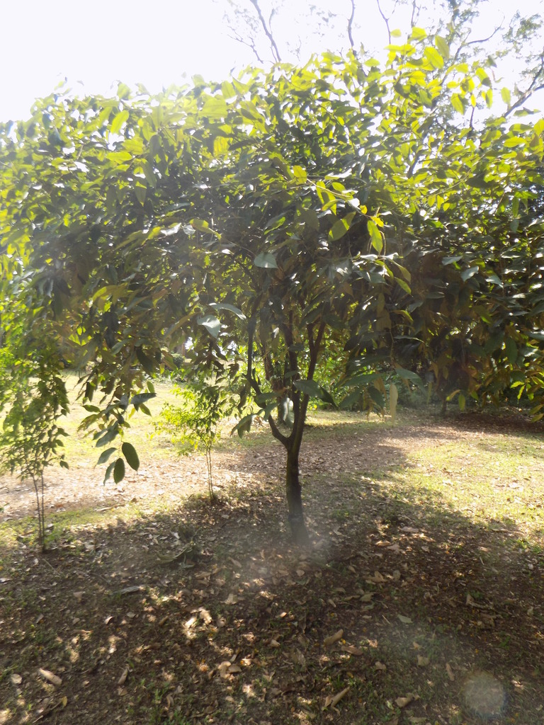 hua family (Huaceae) - Botanical Realm
