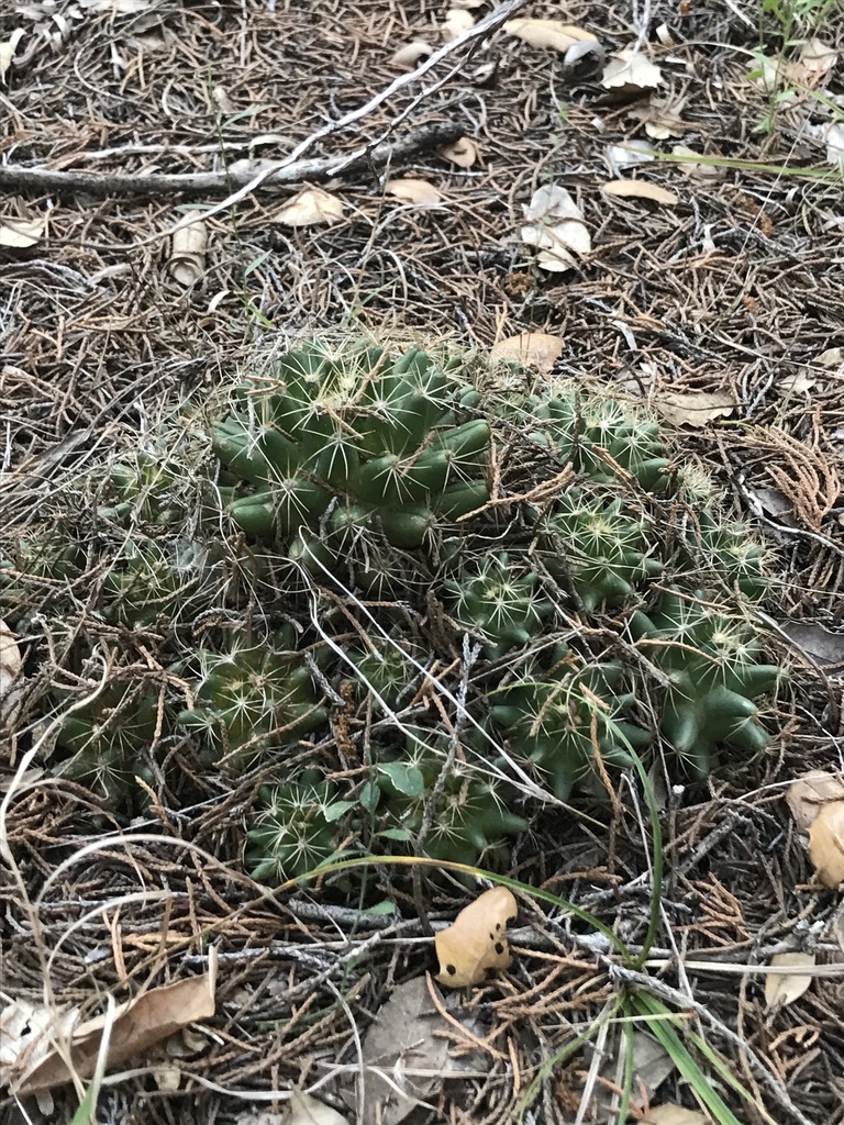 Grooved nipple cactus from N Commons Ford Rd, Austin, TX, US on May 8 ...