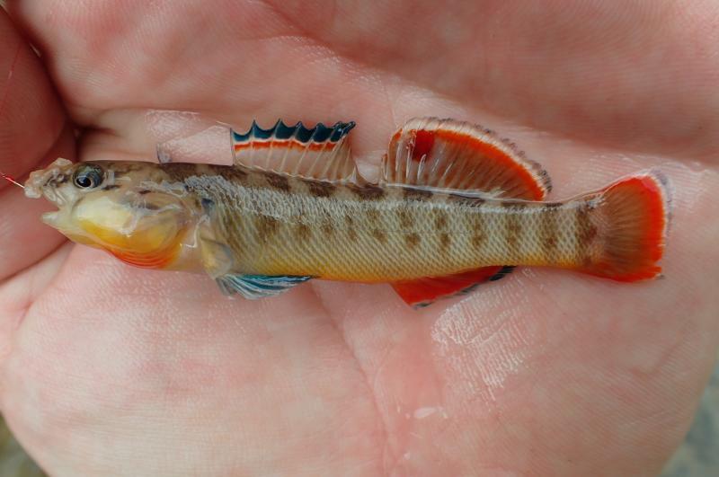 Orangebelly Darter from Arkansas, USA on May 09, 2022 at 08:30 PM by ...