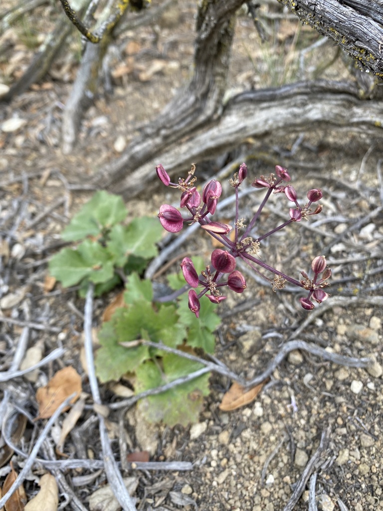 Shiny Biscuitroot from Cleveland National Forest, Rancho Santa ...