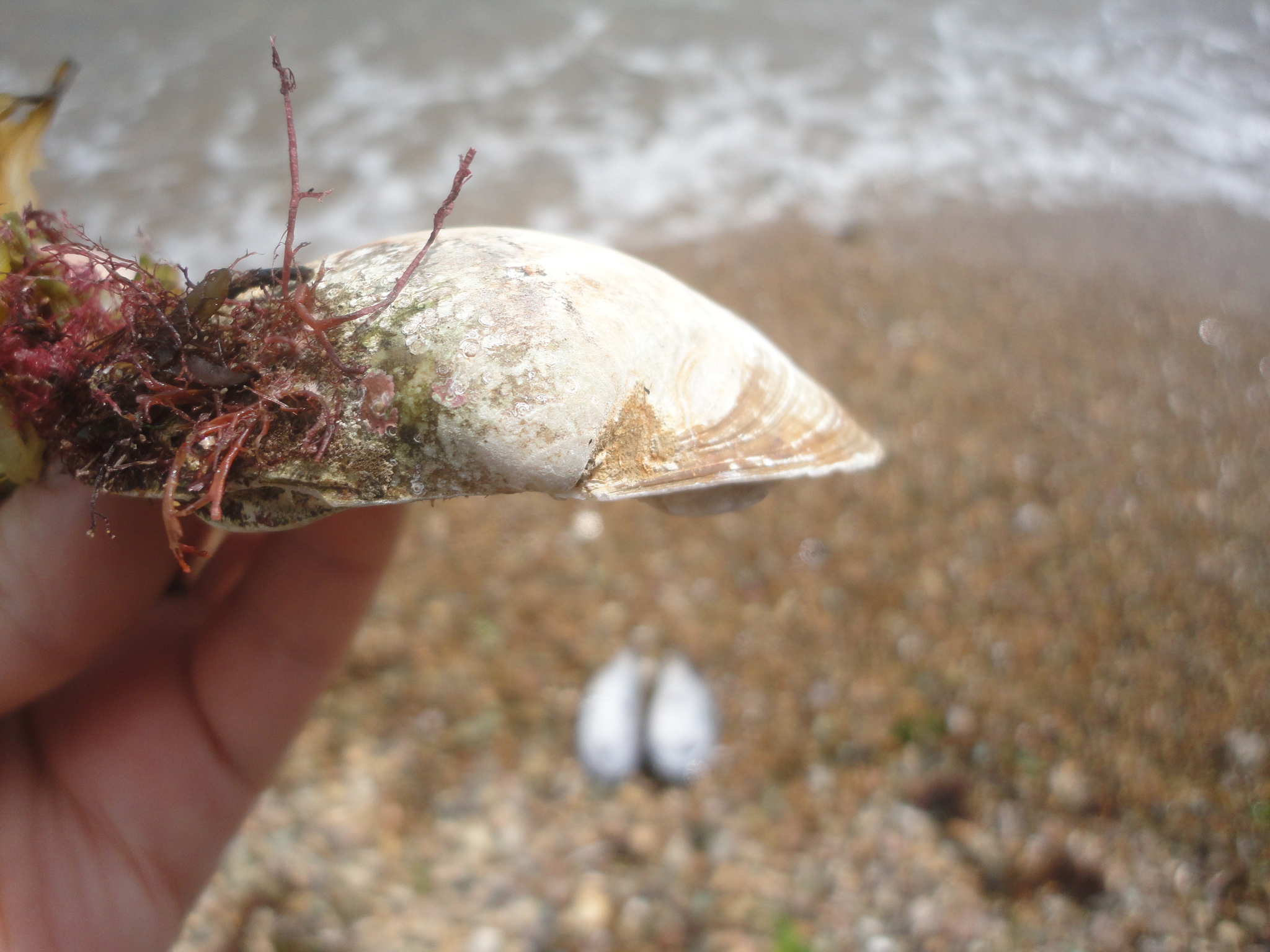 Spisula sachalinensis (Schrenck, 1862)