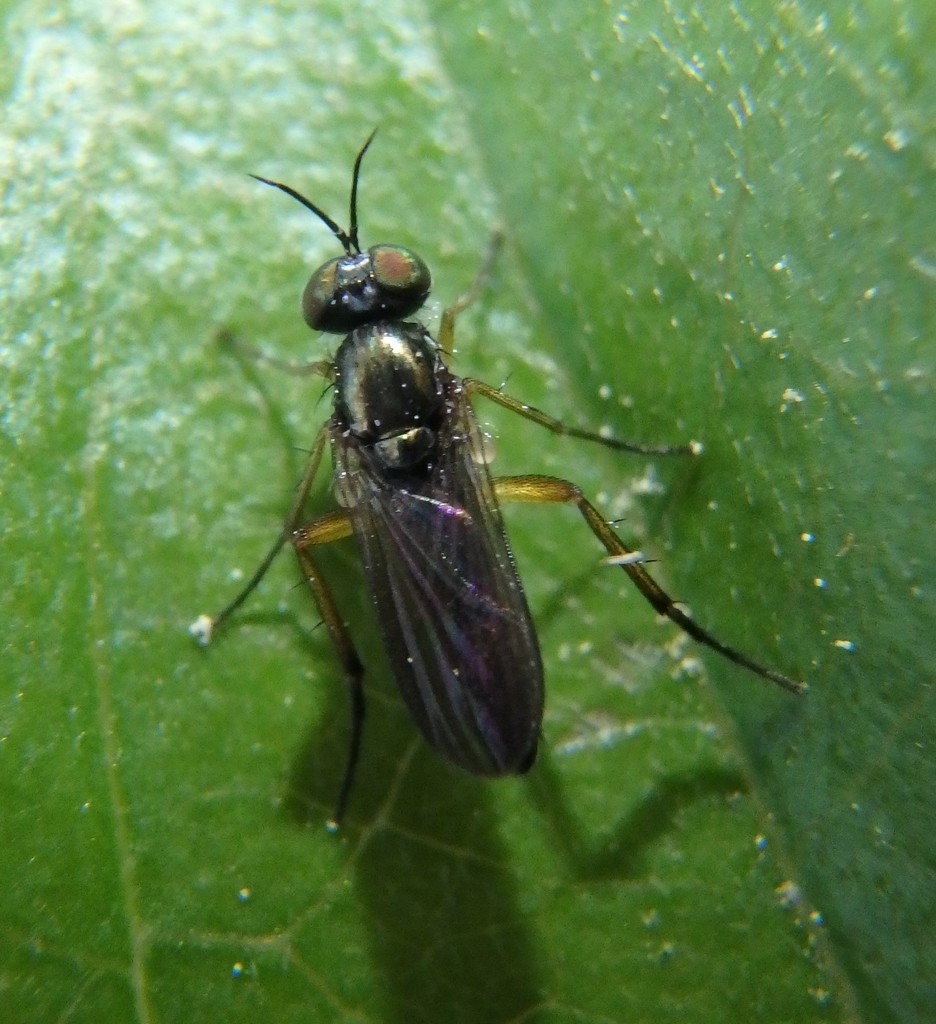 Rhaphium from Lee County, NC, USA on April 09, 2022 at 04:01 PM by Luke ...