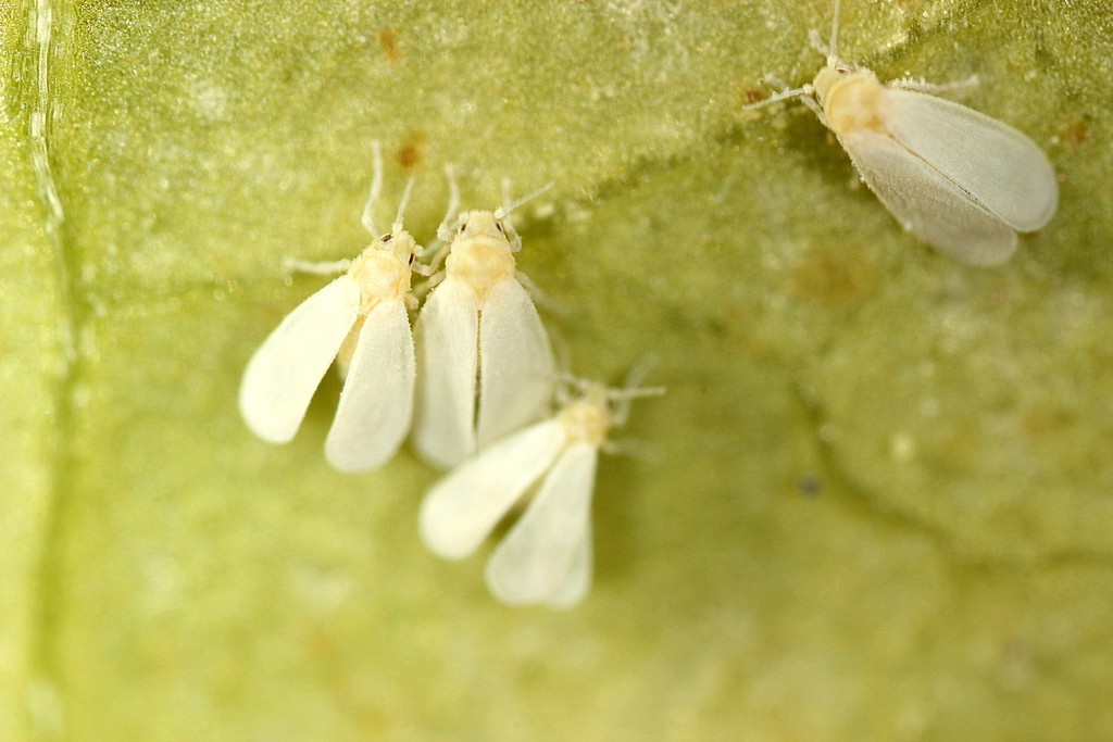 Greenhouse Whitefly from Raumati South, Paraparaumu 5032, New Zealand ...