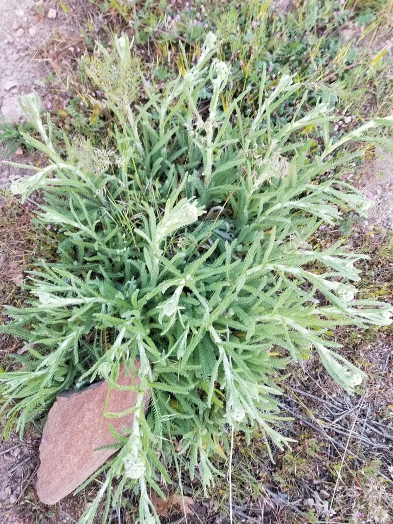 Achillea setacea from University, Salt Lake City, UT, USA on May 9 ...