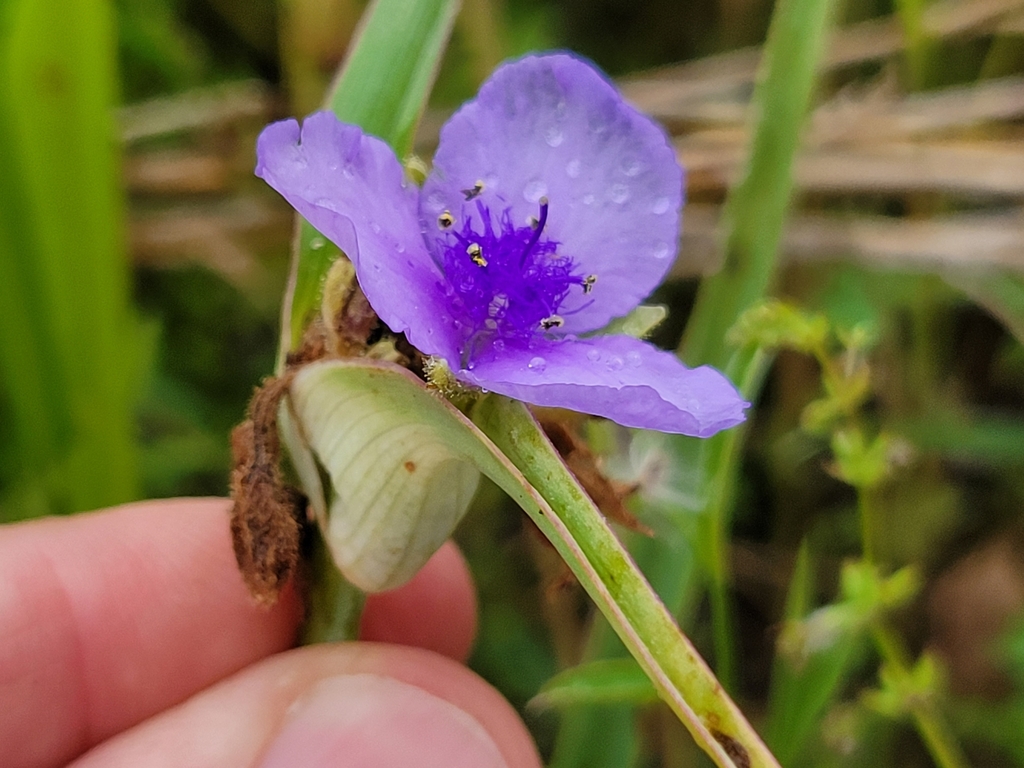 Western Spiderwort from Cedar Creek, TX 78612, USA on April 30, 2022 at ...