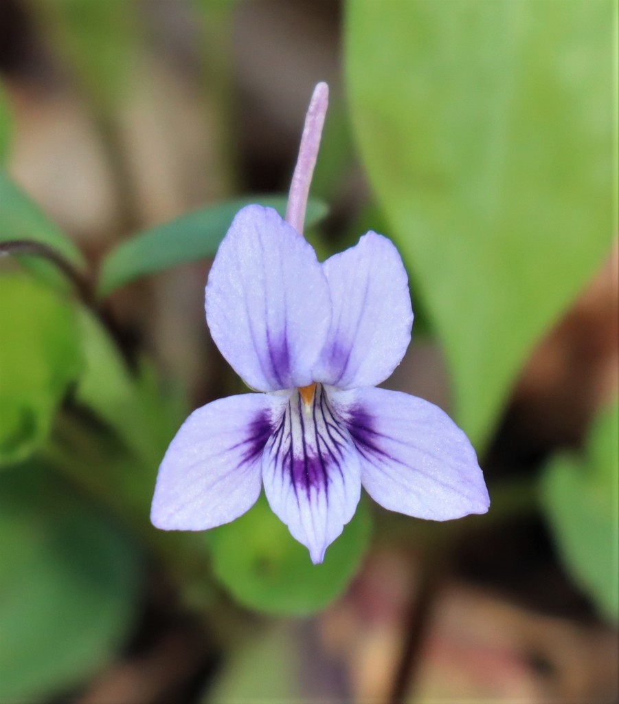 Long-spurred violet from 512 Vanderwater Rd, Thomasburg, ON K0K 3H0 ...