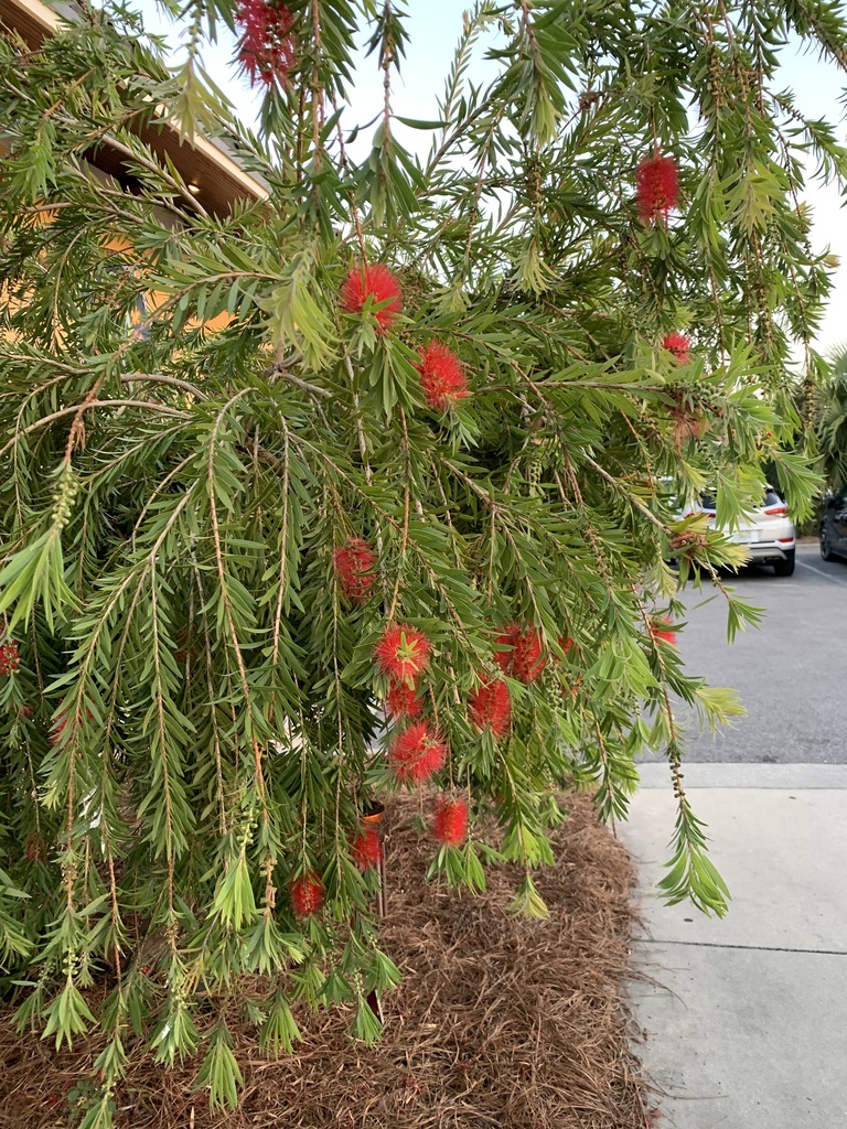 weeping bottlebrush from Beck Ave, Panama City, FL, US on May 9, 2022 ...