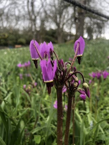 Photo 196430267, (c) Miranda Gilbert, some rights reserved (CC BY-NC ...