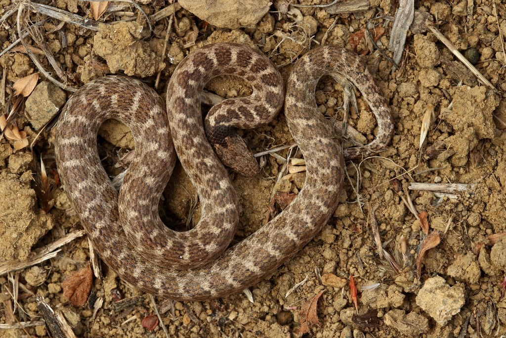 California Nightsnake in May 2022 by Zach Lim. Not in the mountains ...