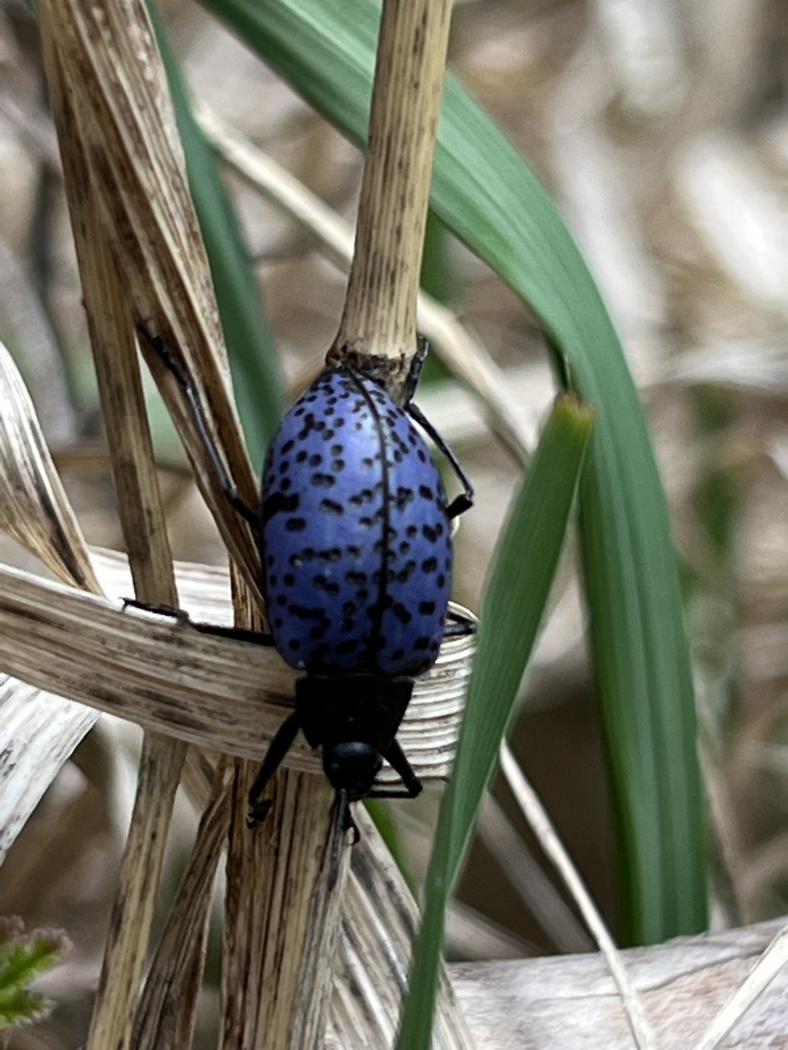 Cypherotylus californicus (Lacordaire, 1842)