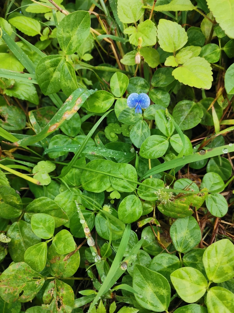 creeping vigna from Dayboro QLD 4521, Australia on May 9, 2022 at 11:35 ...