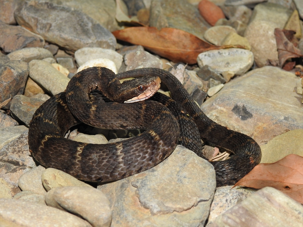 Tsushima Island Pitviper (Gloydius tsushimaensis) - Snakes and Lizards