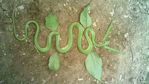Redtail Rat Snakes from Tsirang, Bhutan on July 2, 2016 at 02:02 PM by ...