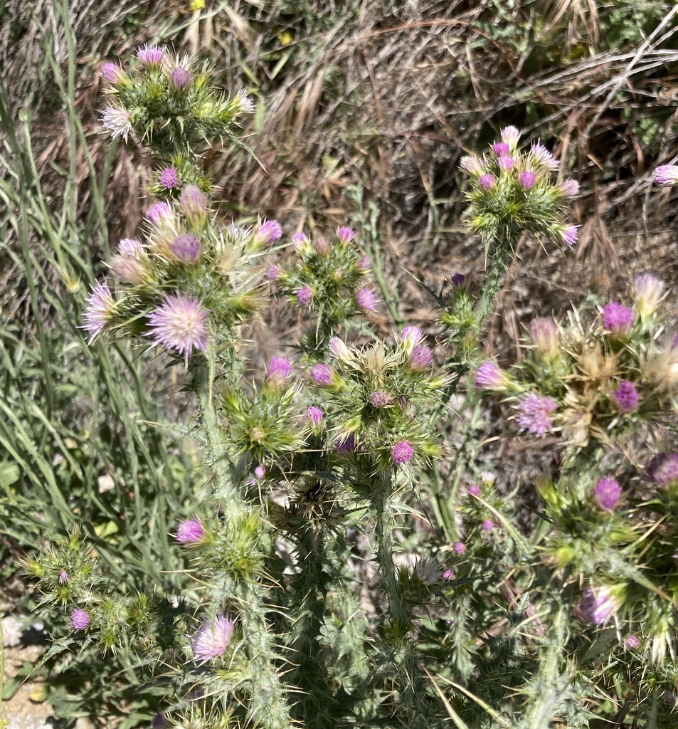 Slender Thistle from S River Rd, Paso Robles, CA, US on May 9, 2022 at ...