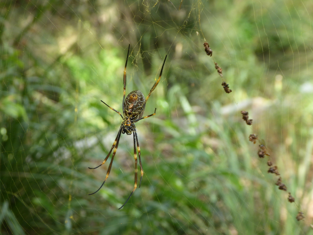 Tiger Spider from Brisbane QLD, Australia on May 9, 2017 at 10:31 AM by ...