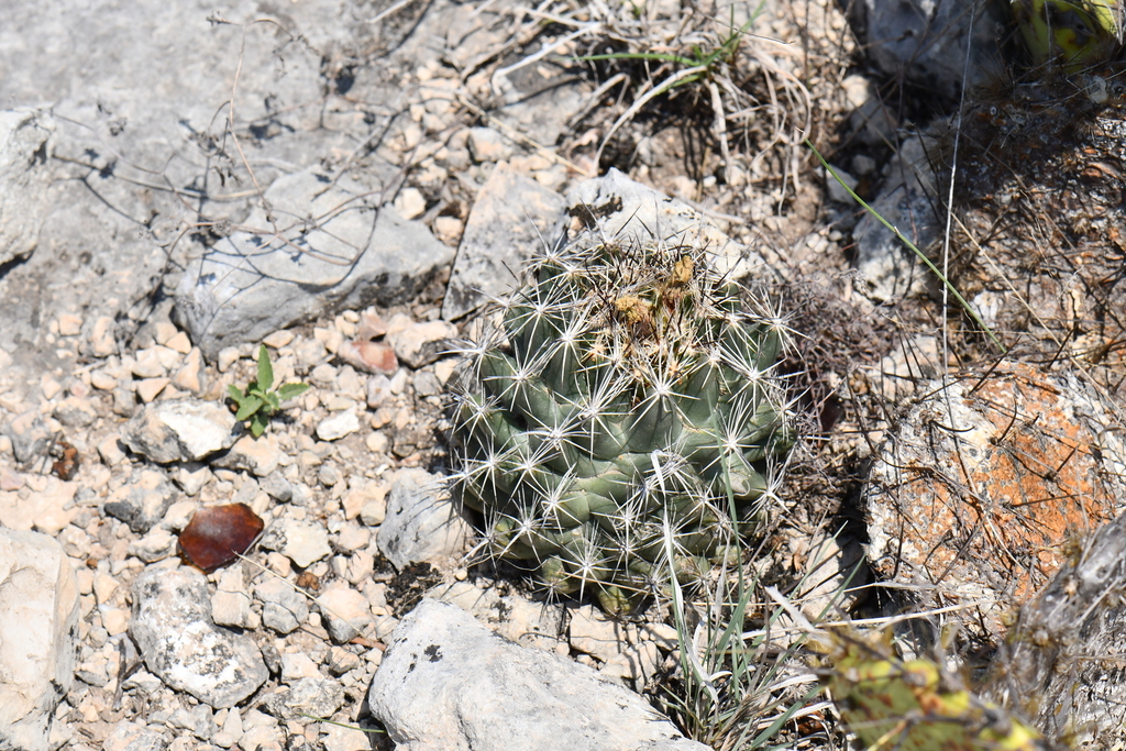 Grooved nipple cactus from Edwards County, TX, USA on May 8, 2022 at 02 ...