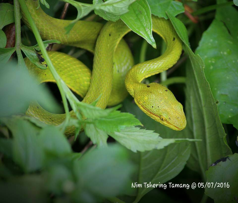 Salazar's Pit Viper from Sarpang, Bhutan on July 05, 2016 at 02:17 PM ...