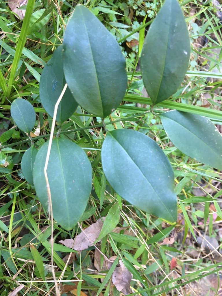 White Supplejack from Caparra NSW 2429, Australia on May 8, 2022 at 12:44 PM by maznee. Burn ...