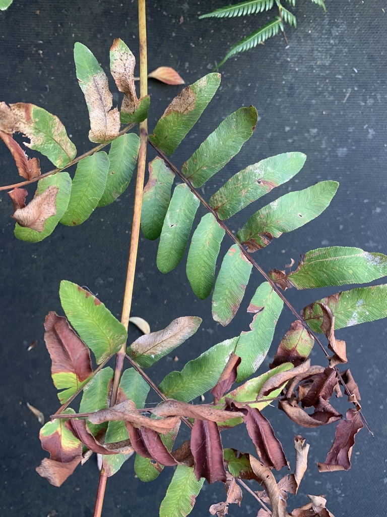 European royal fern from Matamata-Piako, Morrinsville, Waikato, NZ on ...