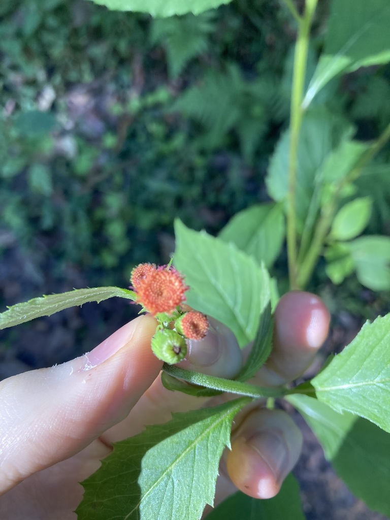 redflower ragleaf from Allgomera NSW 2441, Australia on May 9, 2022 at ...