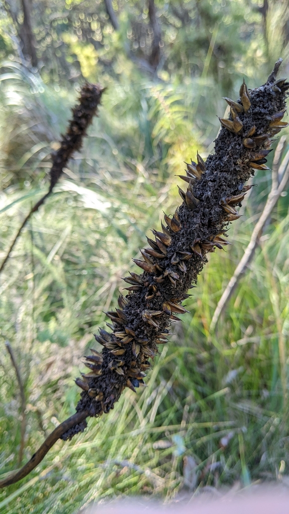 Small Grass-tree from Red Hill VIC 3937, Australia on May 10, 2022 at ...