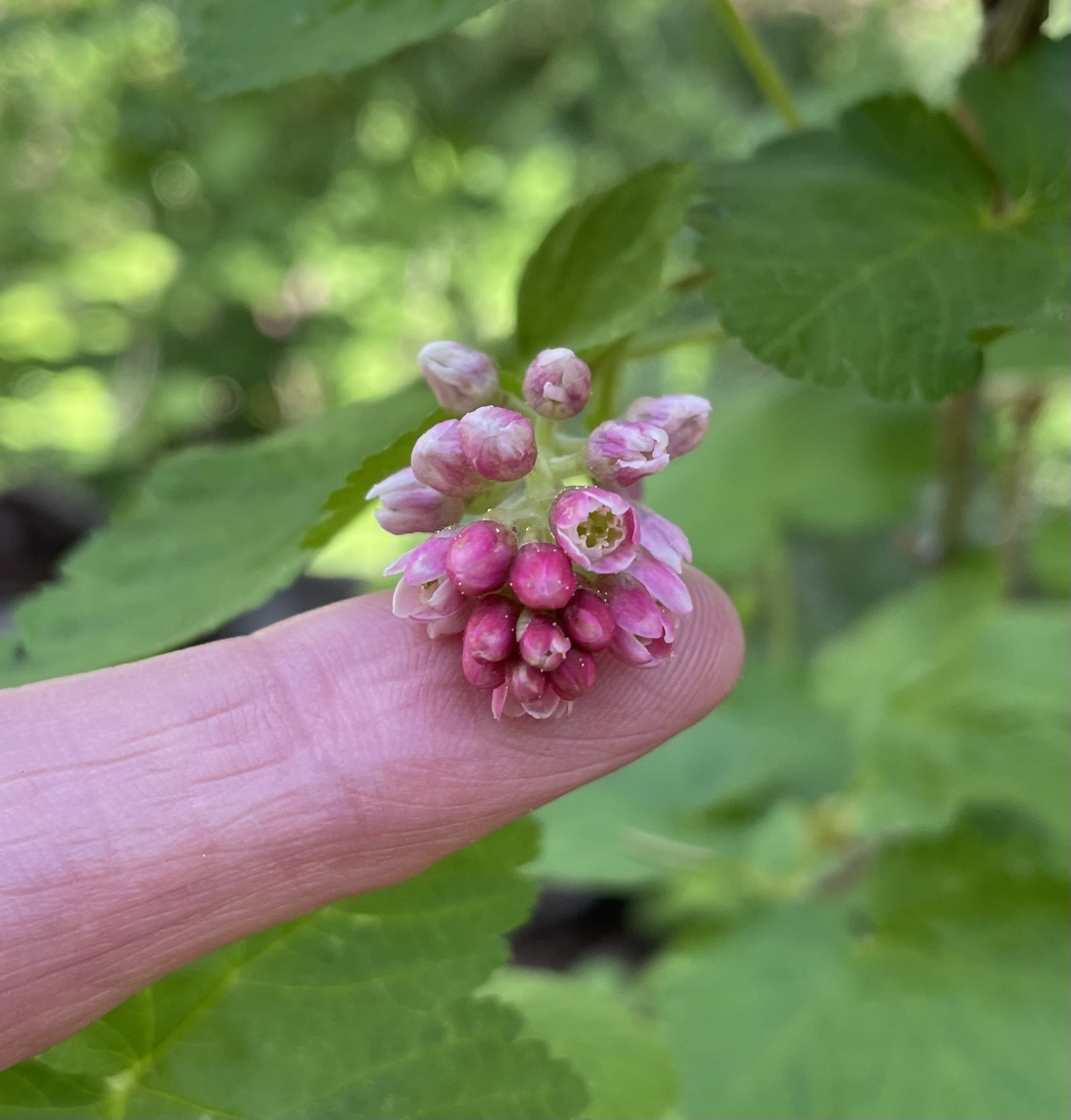 Ribes nevadense Kellogg