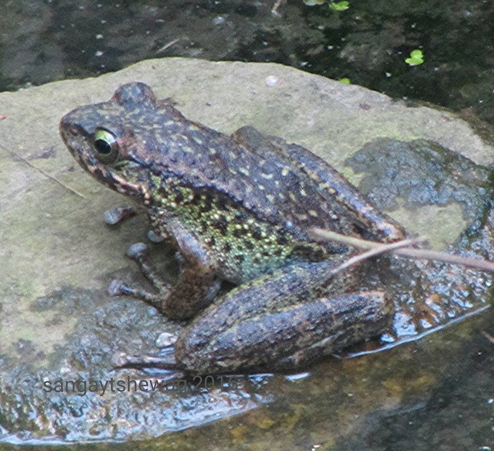 Amolops gerbillus from Wangdue Phodrang, Bhutan on June 5, 2016 at 02: ...
