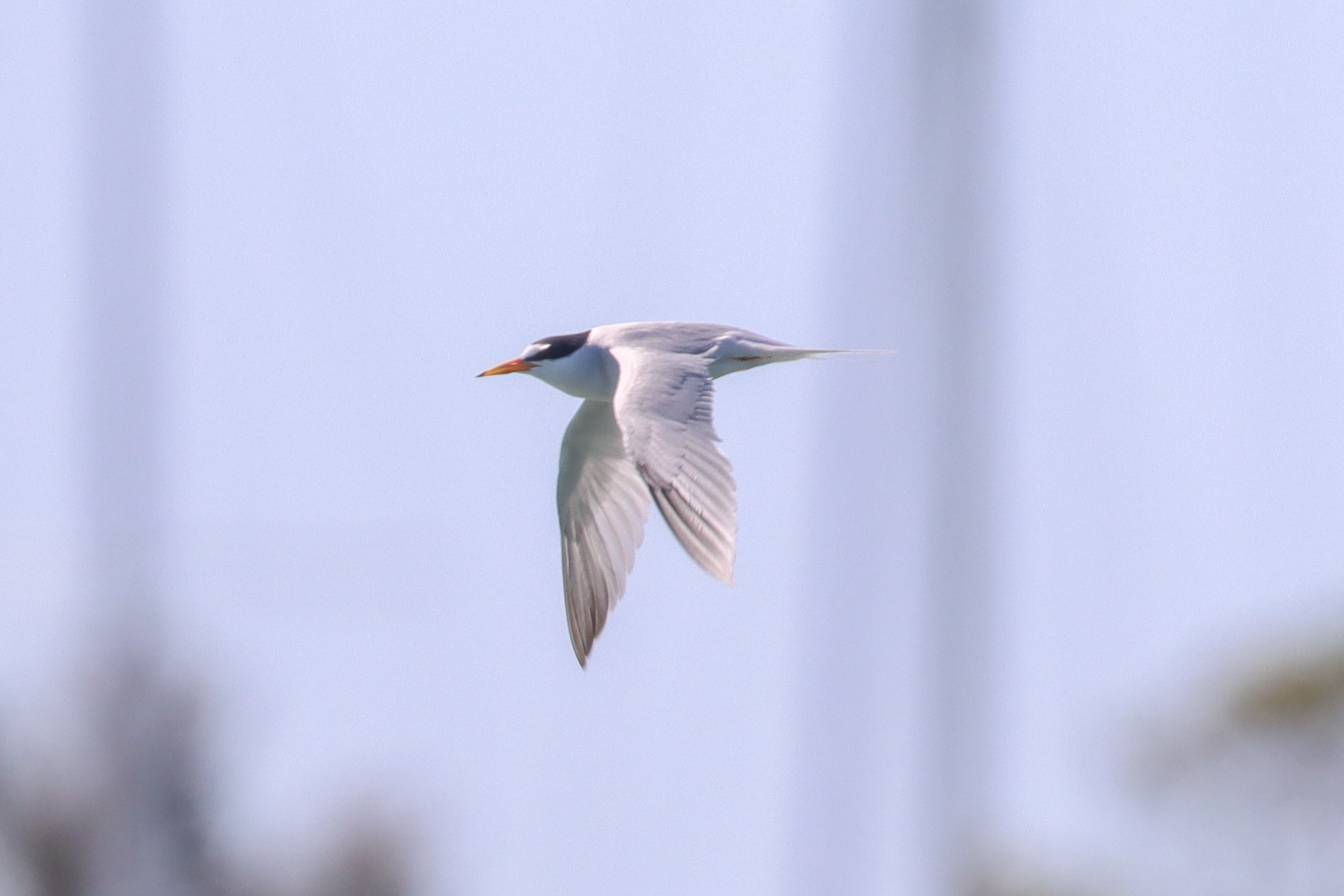 Sternula antillarum browni (Mearns, 1916)