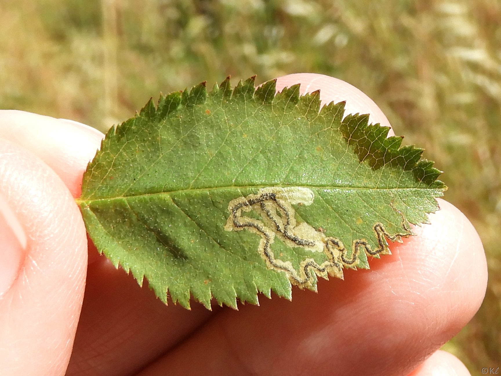 Stigmella centifoliella (Zeller, 1848) Beirne, 1945