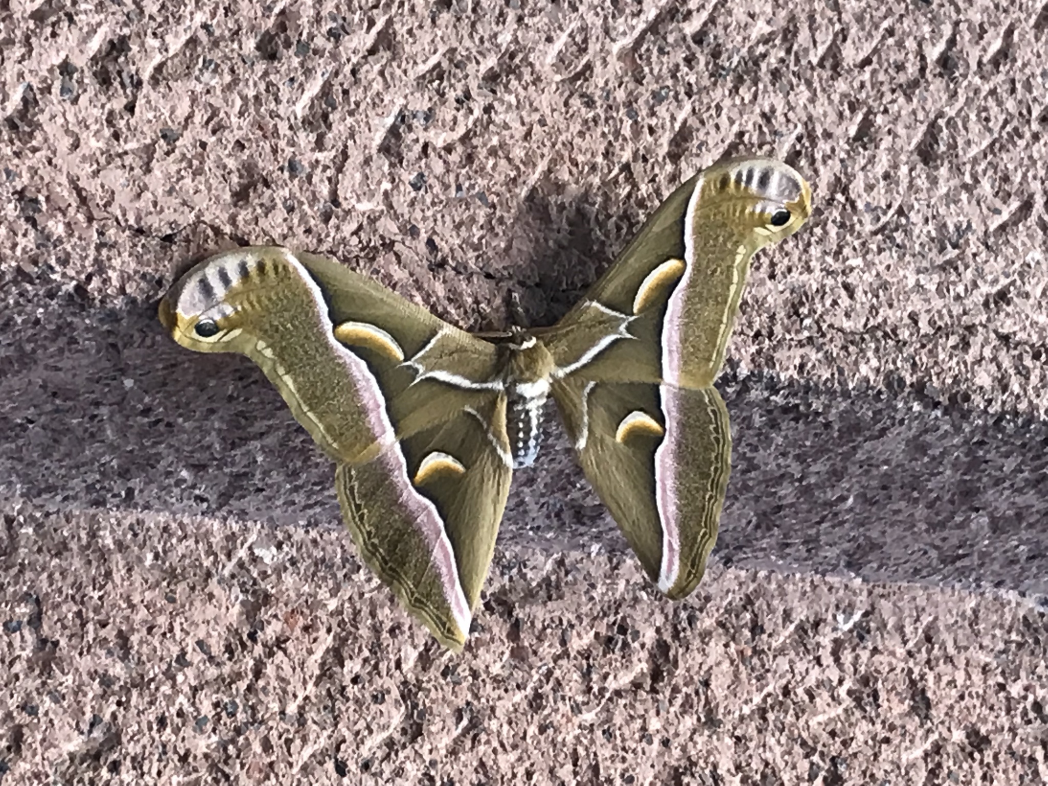 Samia cynthia Drury, 1773