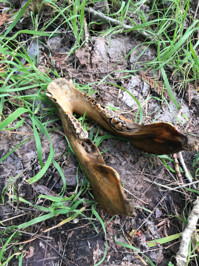 Wild Boar from Sonoma, California, United States on March 8, 2019 at 12 ...