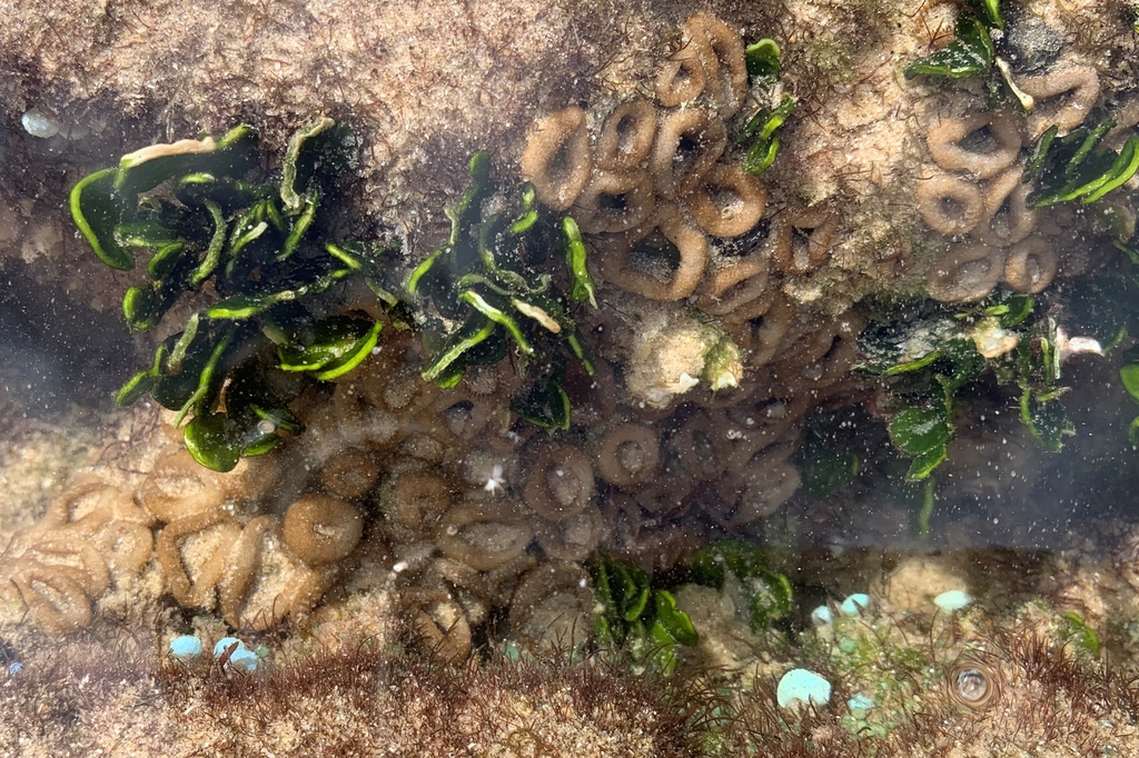 Halimeda from Point Cartwright, Queensland on May 02, 2022 at 01:50 PM ...