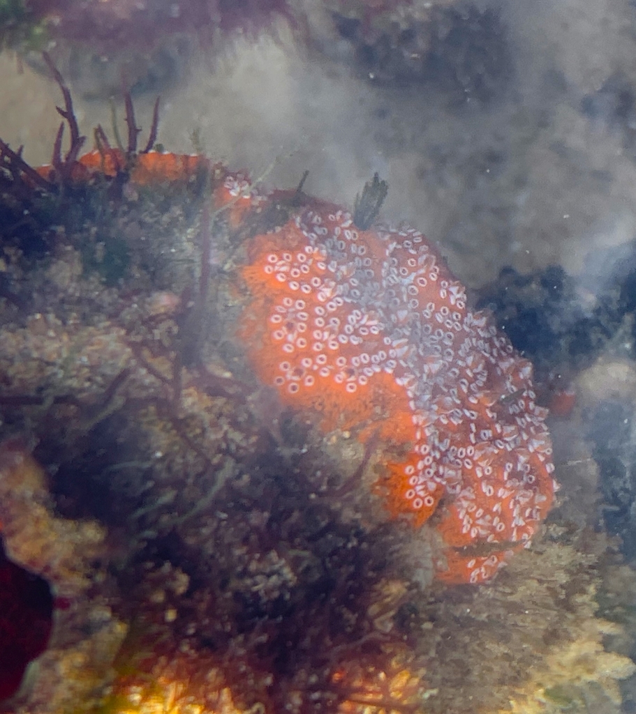 ladder ascidian from Point Cartwright, Queensland on May 02, 2022 at 02 ...