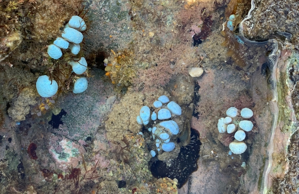 Australian Droplet Tunicate from Point Cartwright, Queensland on May 2 ...